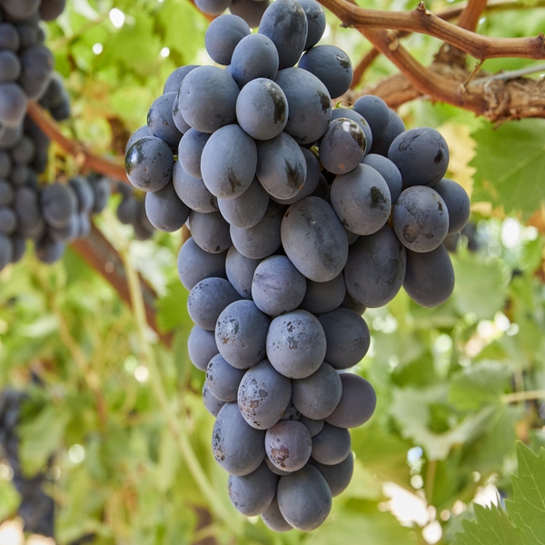 Adora® Grapes | Perfection Fresh Australia.